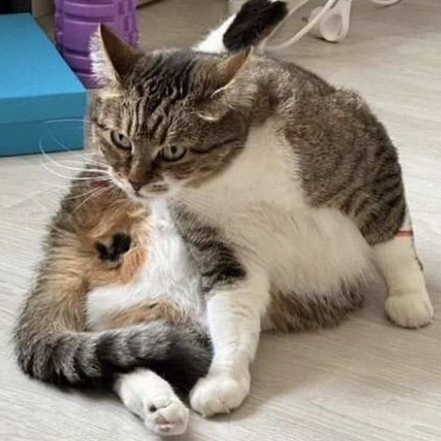 Кот в добрые руки