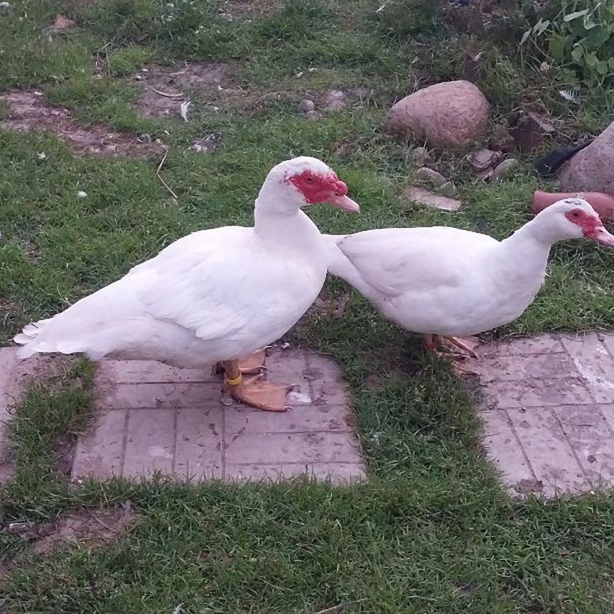 Инкубационное яйцо индоутки тяжелой линии