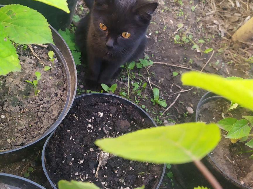 Заряженный котик