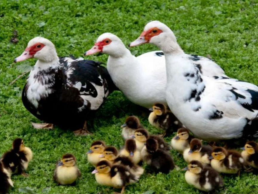 Утки шипуны(семья)