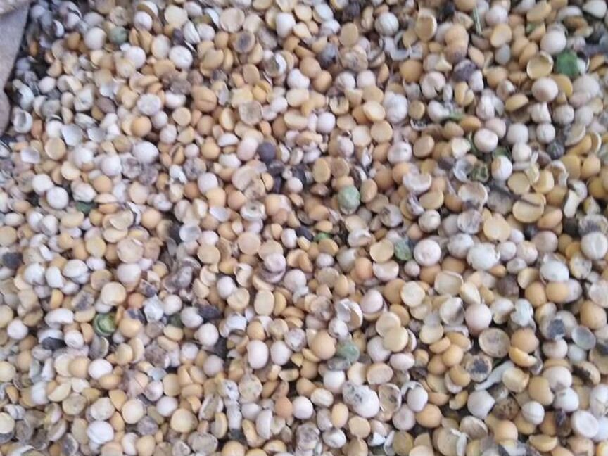 Горох фуражный