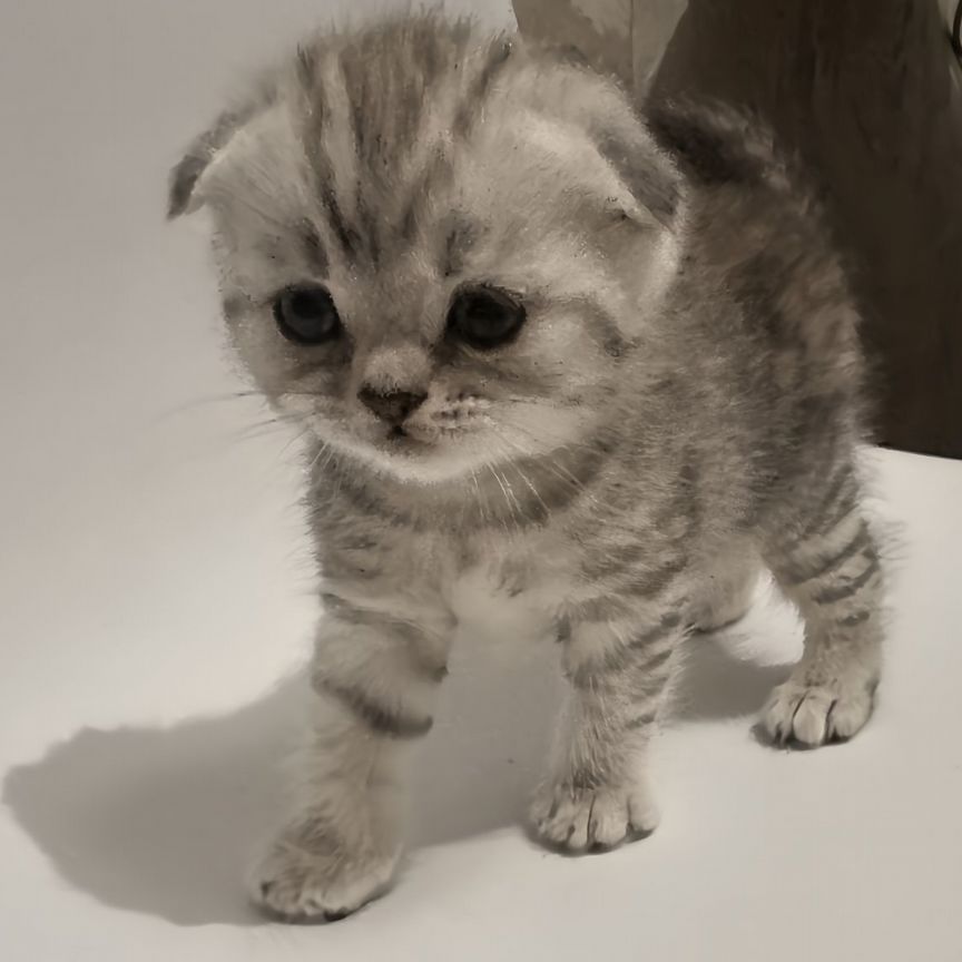 Шотландский вислоухий короткошёрстный котёнок