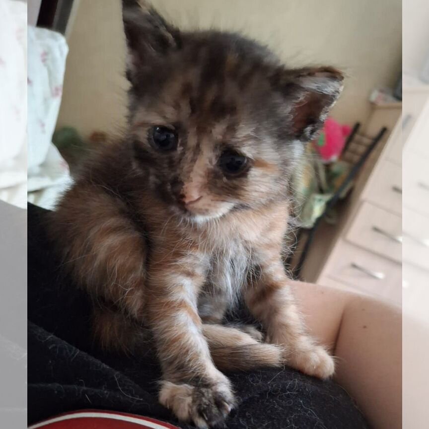 Котенок в добрые руки