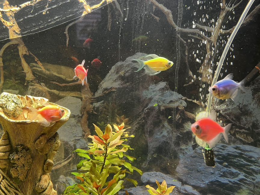 Тернеции 100 р. за 6 шт