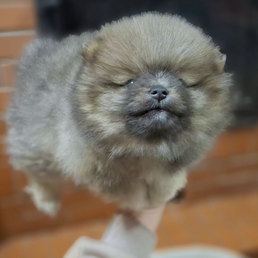 Померанский шпиц, щенок
