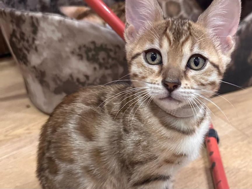 Милейшая бенгальская девочка