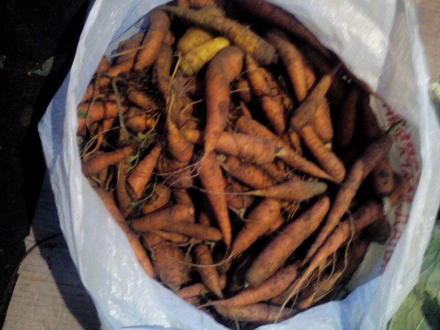 Моркоковь,капуста,кабачки