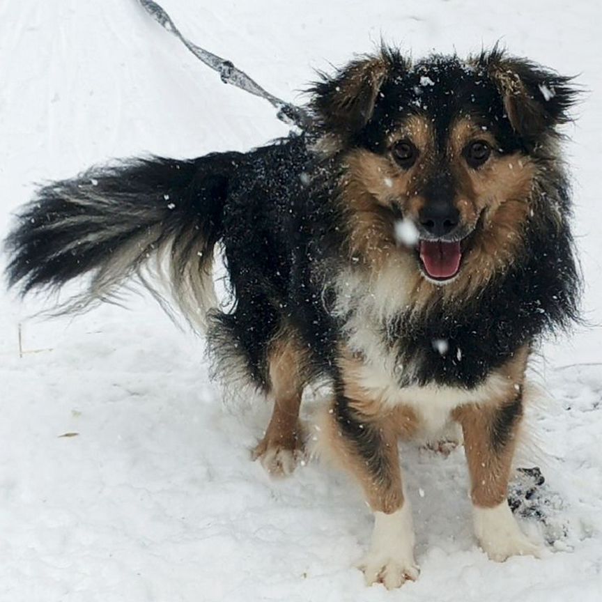 Взрослый пёс в добрые руки