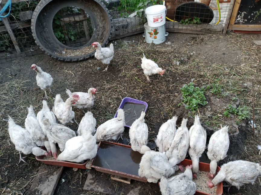 Куры не сушки 1 год