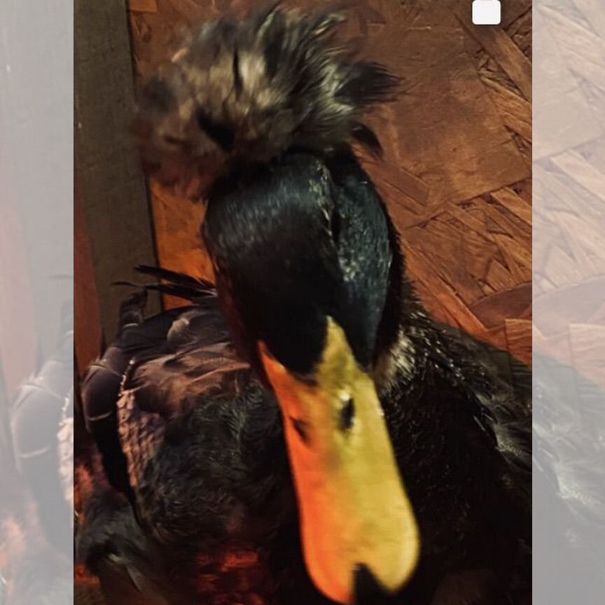 Селезень голландский хохлатый