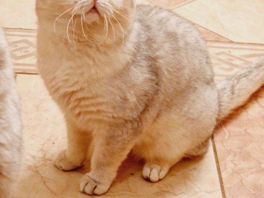 Серебристая шиншилла,кот-1,6года- несёт все