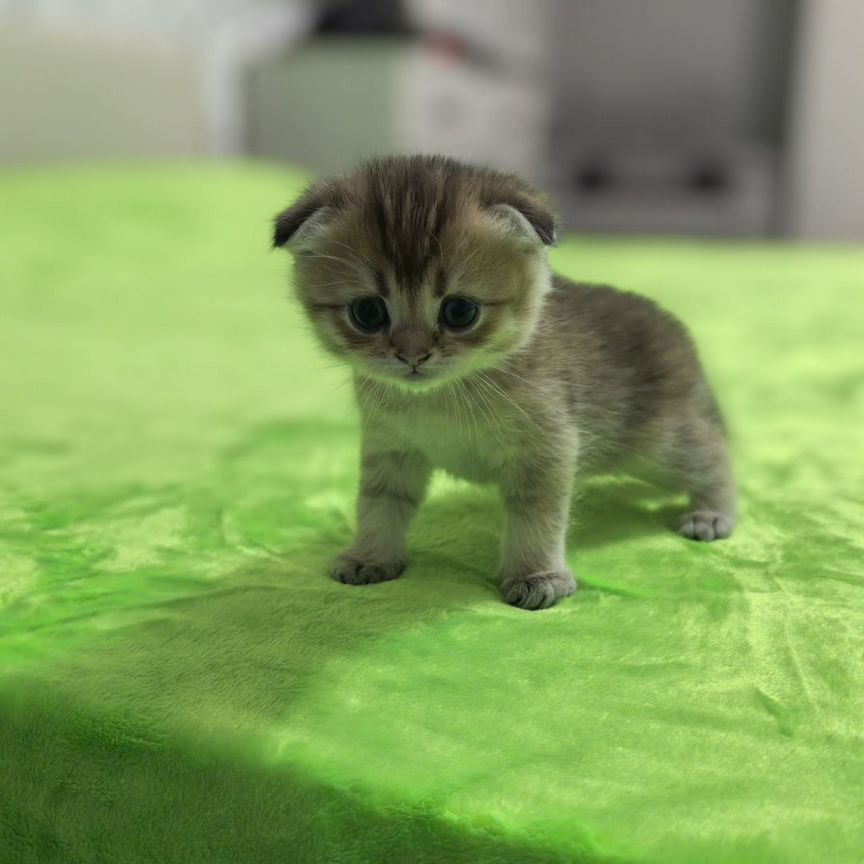 Шотландская