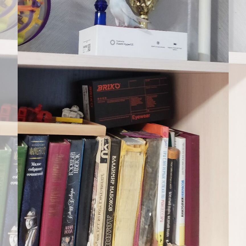 Волнистый попугай девочка