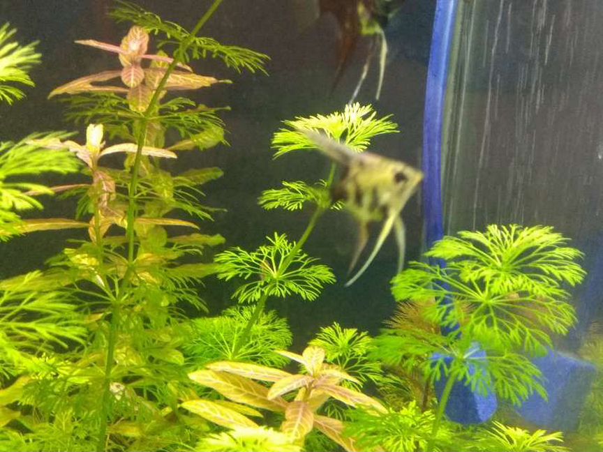 Молодые скалярии