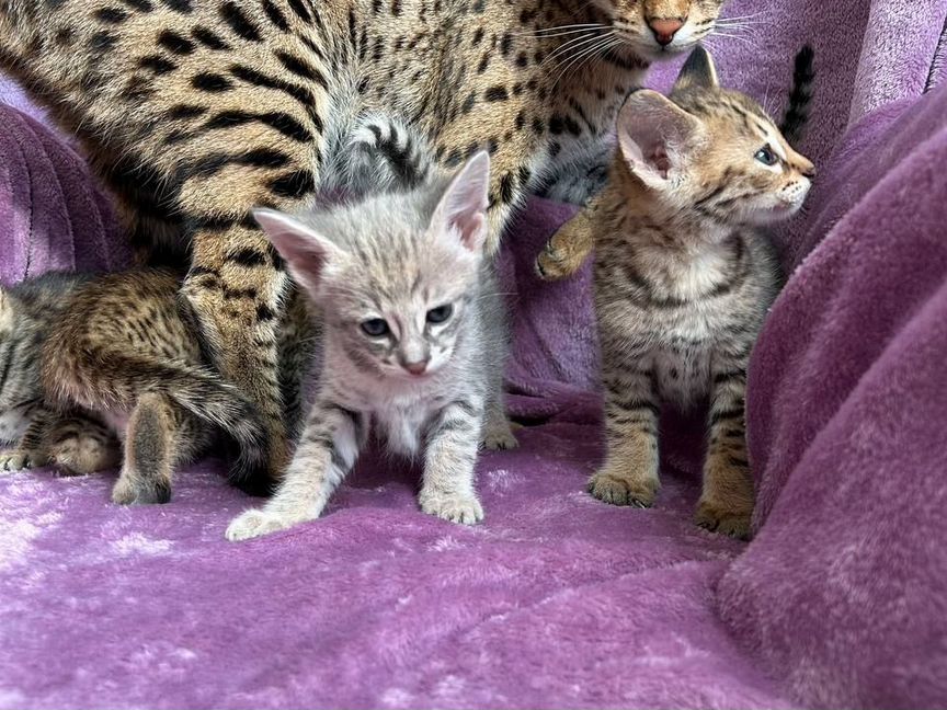 Котята саванна