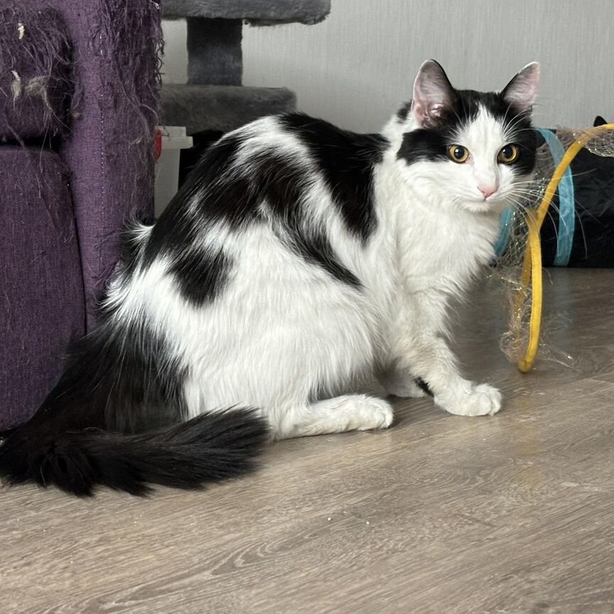 Кузька хочет стать домашним любимцемЙ