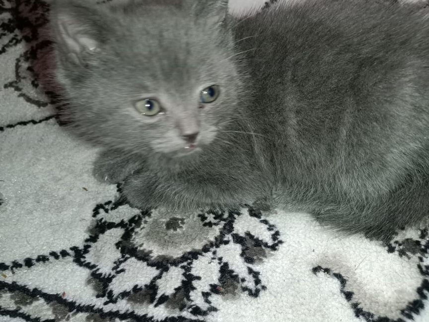 Британские котята