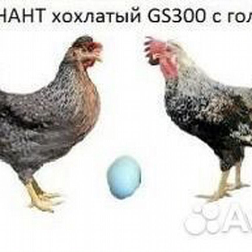 Доминант