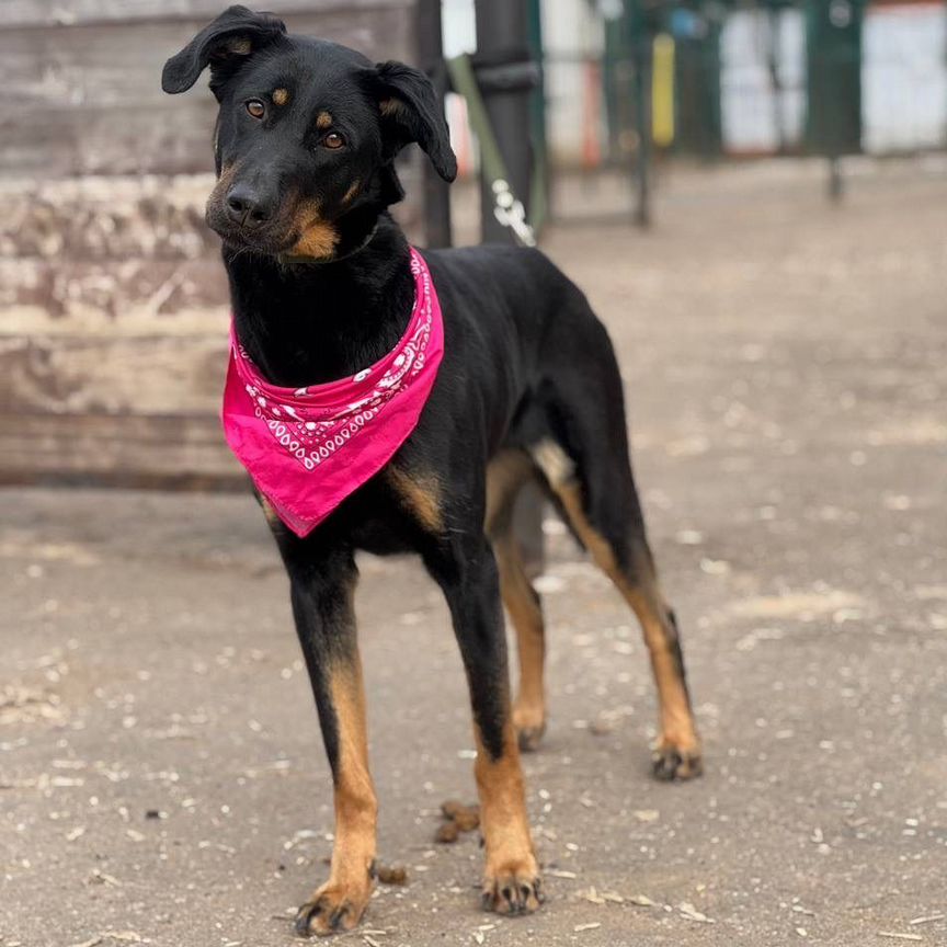 Взрослая собака в добрые руки