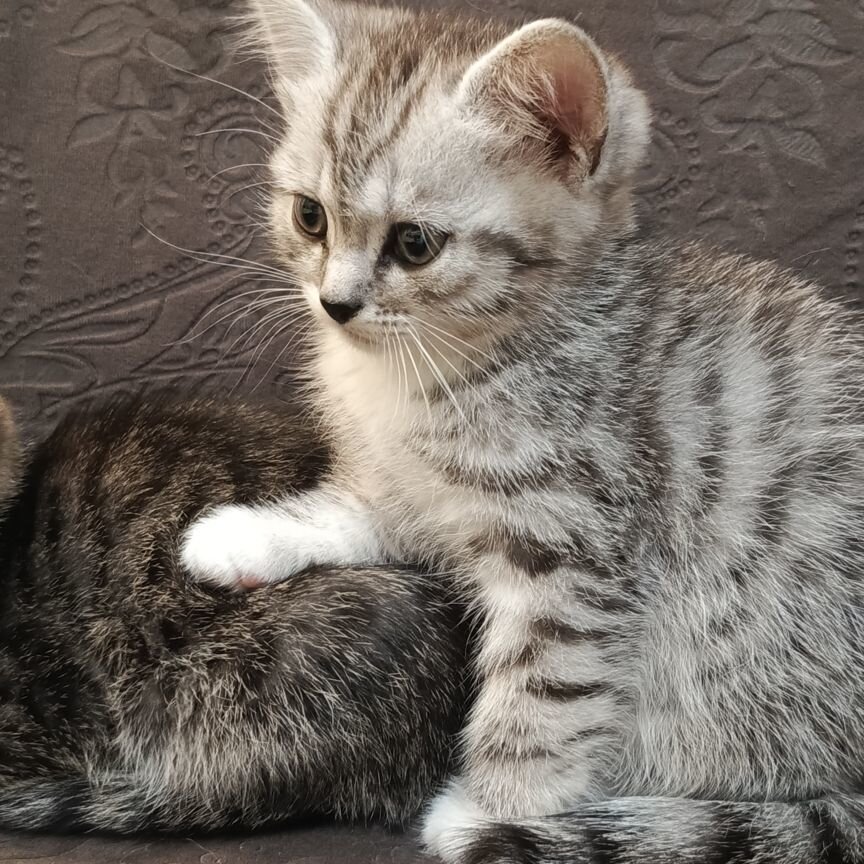 Котёнок бесплатно