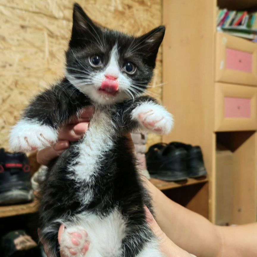 Котёнок в добрые руки