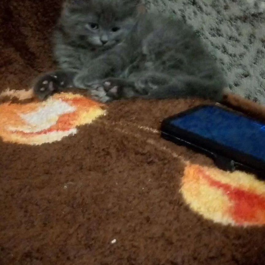 Шотландская