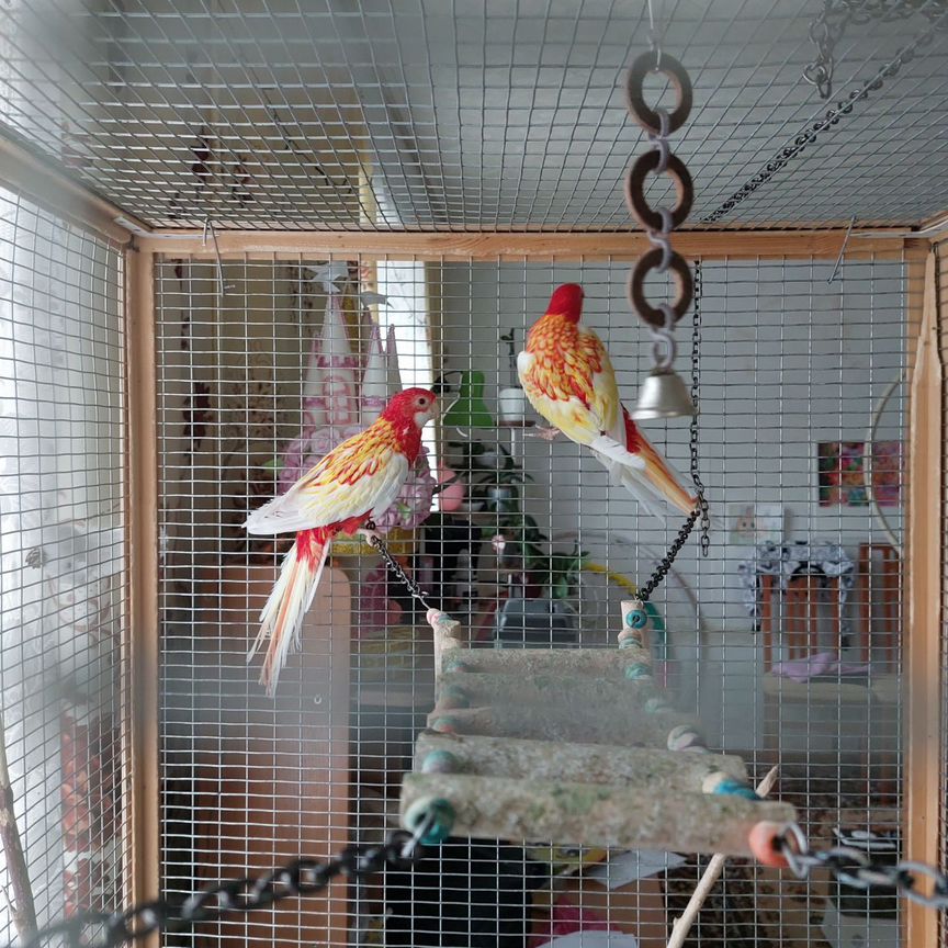 Попугай розелла