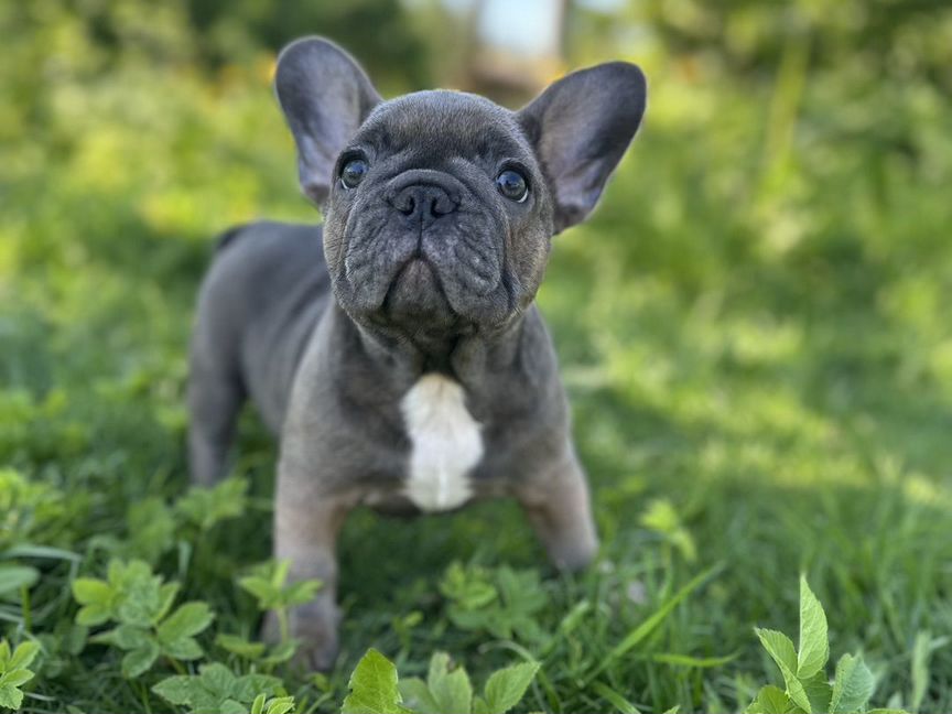 Щенки французского бульдога