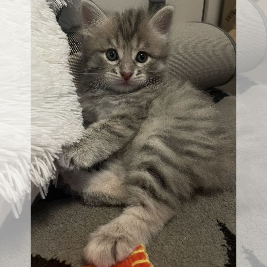 Котенок курильский бобтейл