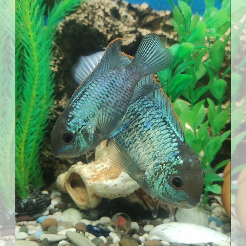 Нанакары неоновые