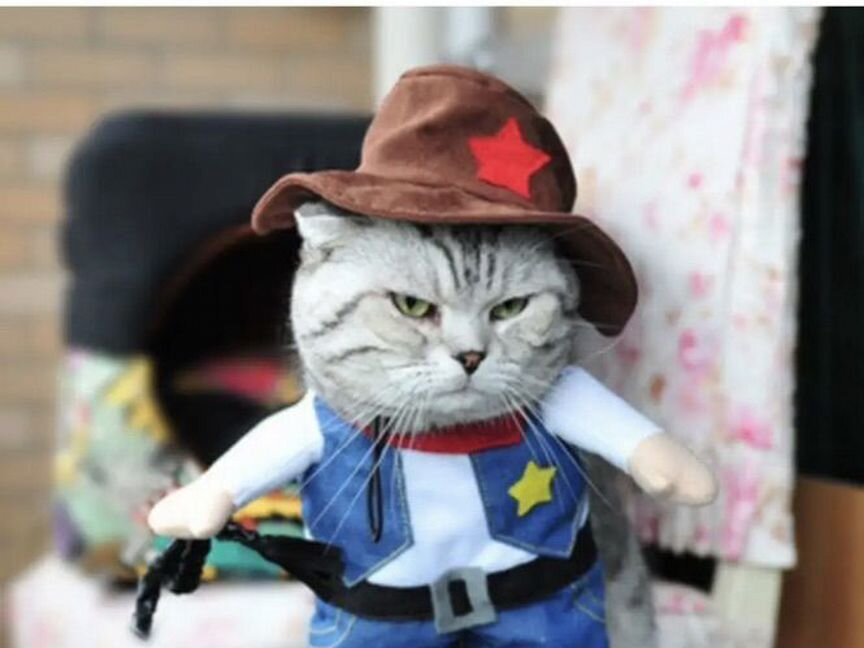 Смешной костюм для кошек