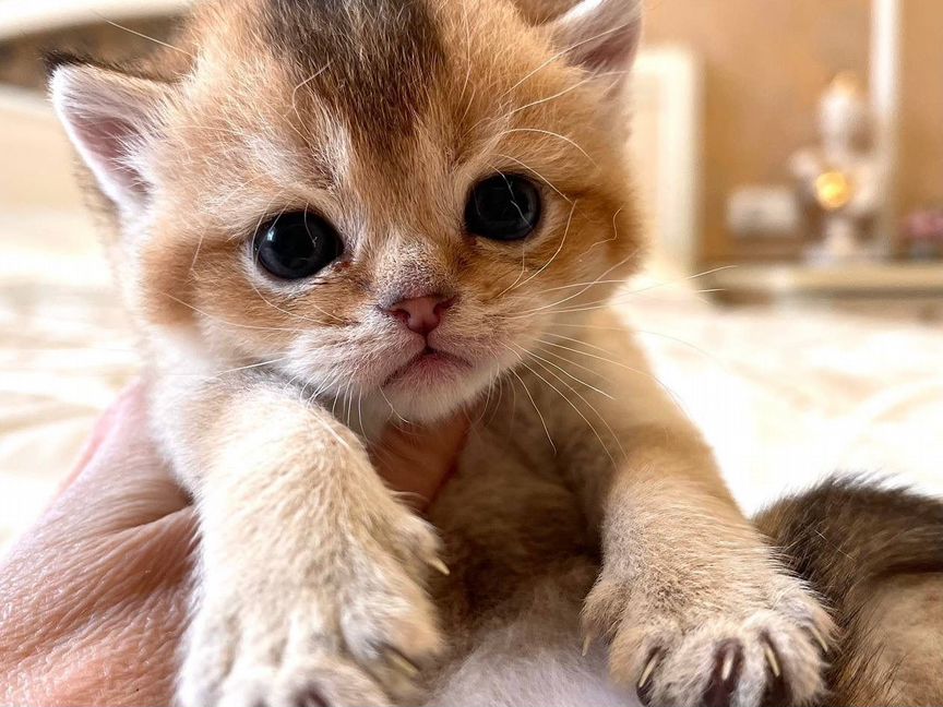 Золотой плюшевый Котенок 2 мес