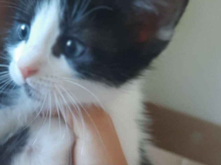 Котенок