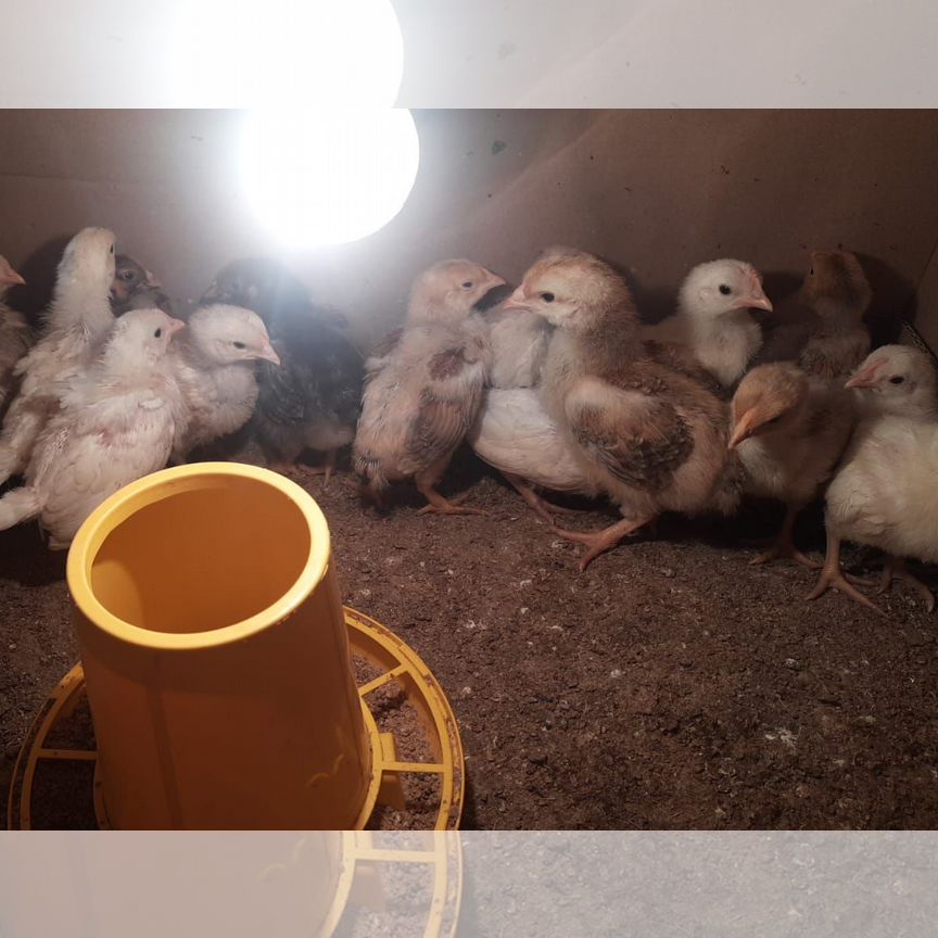 Цыплята Несушки Леггорн классика белый стандарт