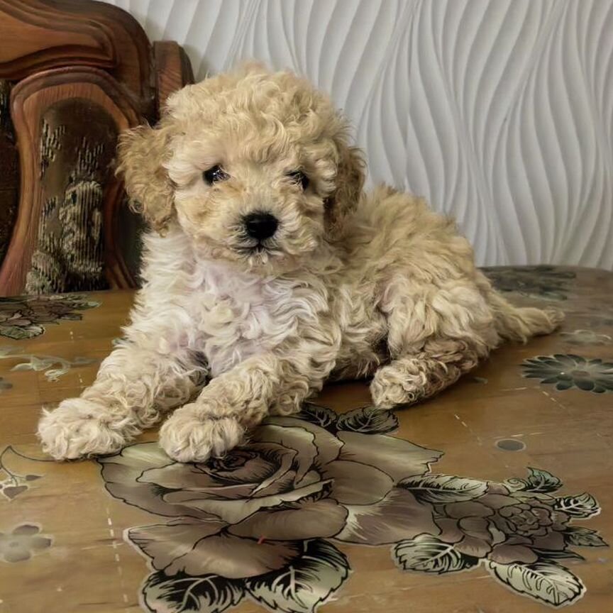 Той-пудель, щенок