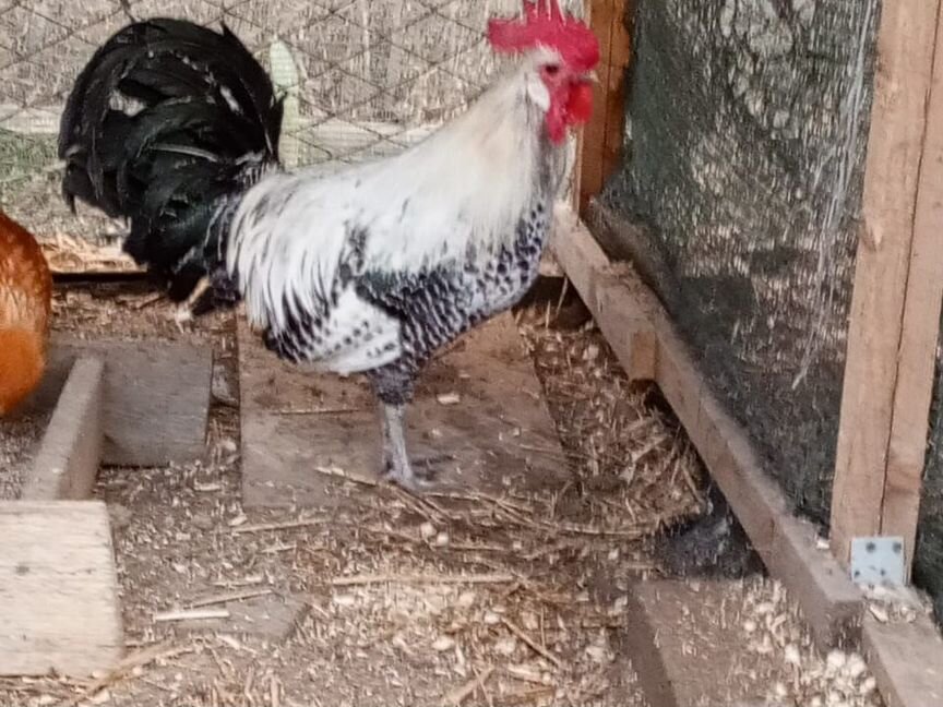 Куры брекель