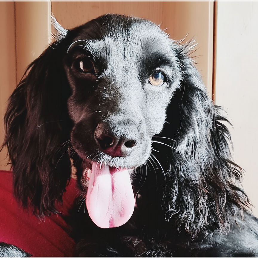 Русский охотничий спаниель, щенок