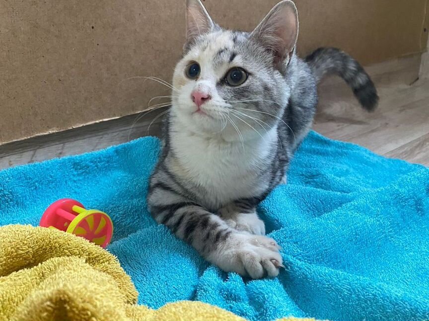 Котенок девочка