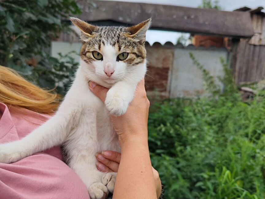 Котята в добрые руки бесплатно