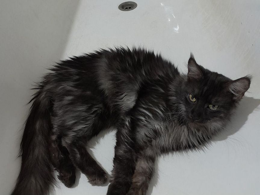 Мейн-кун вязка