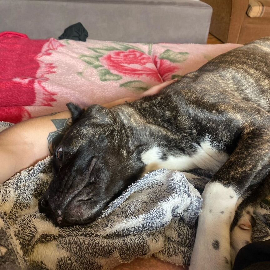 Отдам собаку в добрые руки