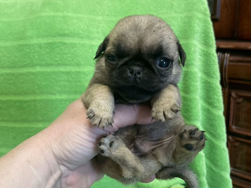 Щенки мопса мальчики с документами