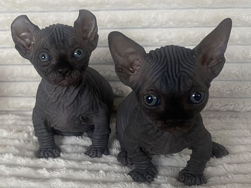 Мини кошки Двэльф, Бамбино