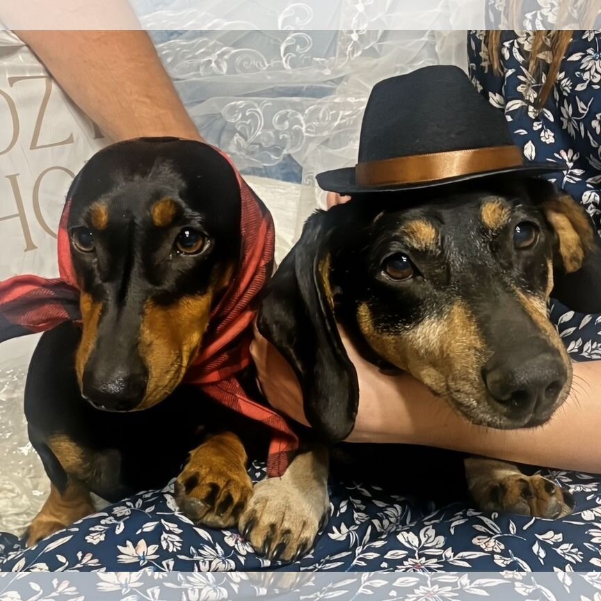 Такса, щенок