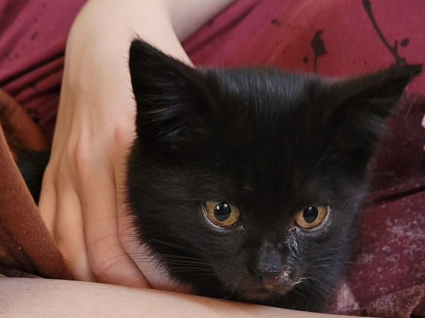 Черный котенок в добрые руки