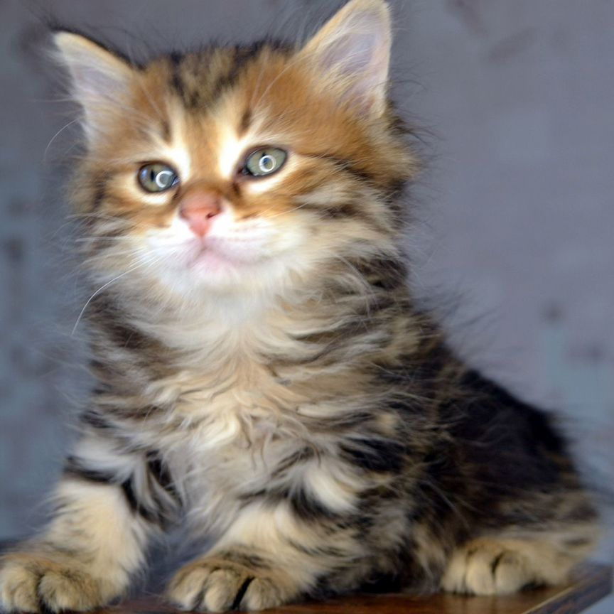 Курильский бобтейл длинношёрстный котёнок