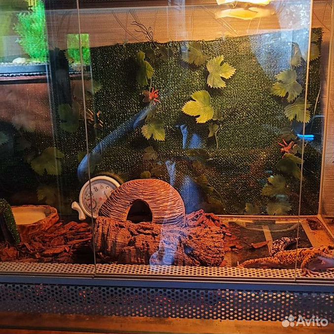 Иранский эублефар с террариумом