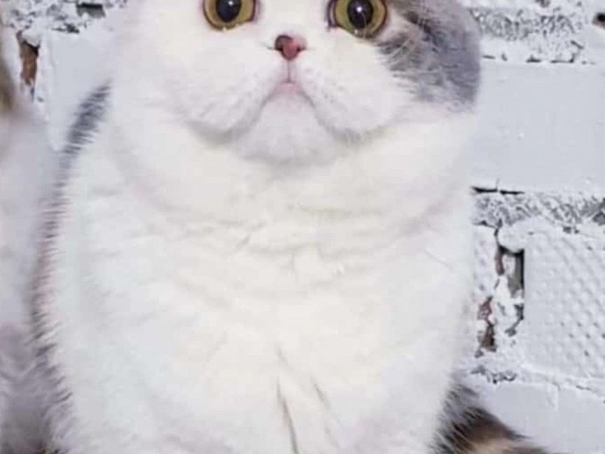 Шотландская кошечка Птичка