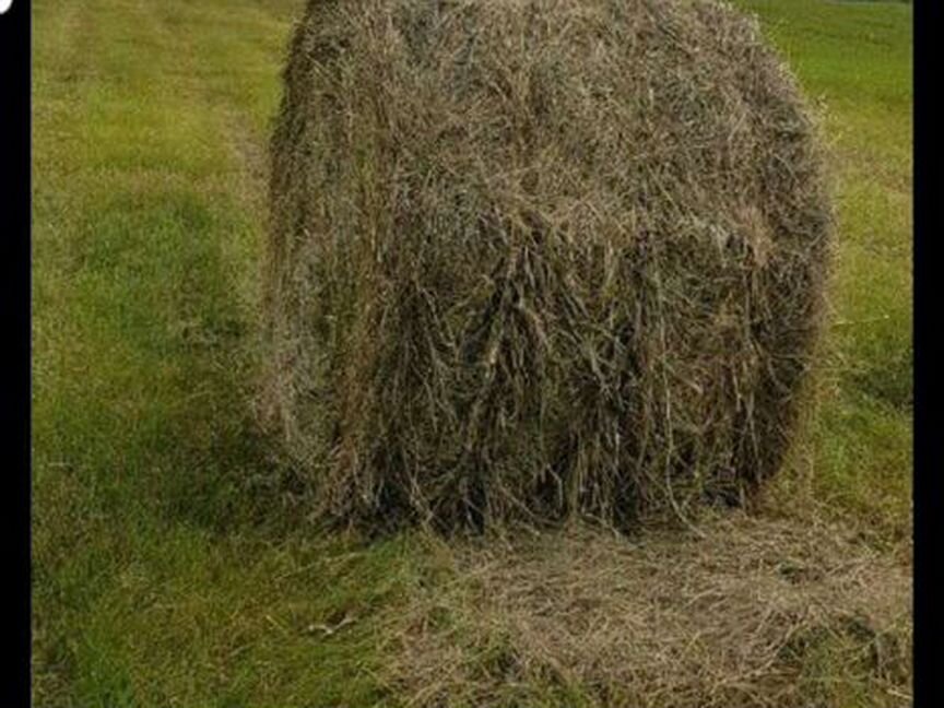 Сено в рулонах 300 кг