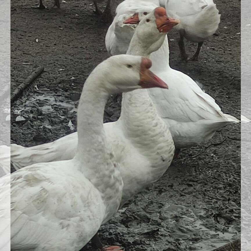 Продам гусей на племя